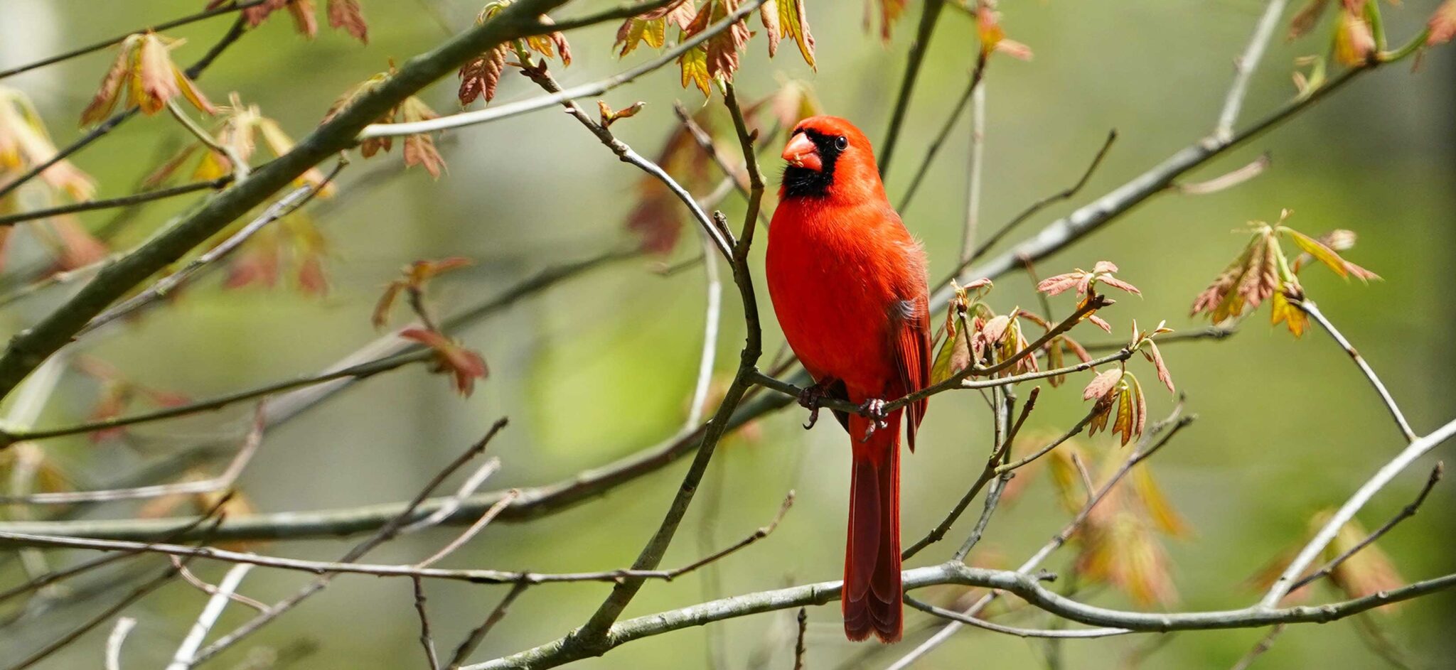 Flowers & Nature Panels