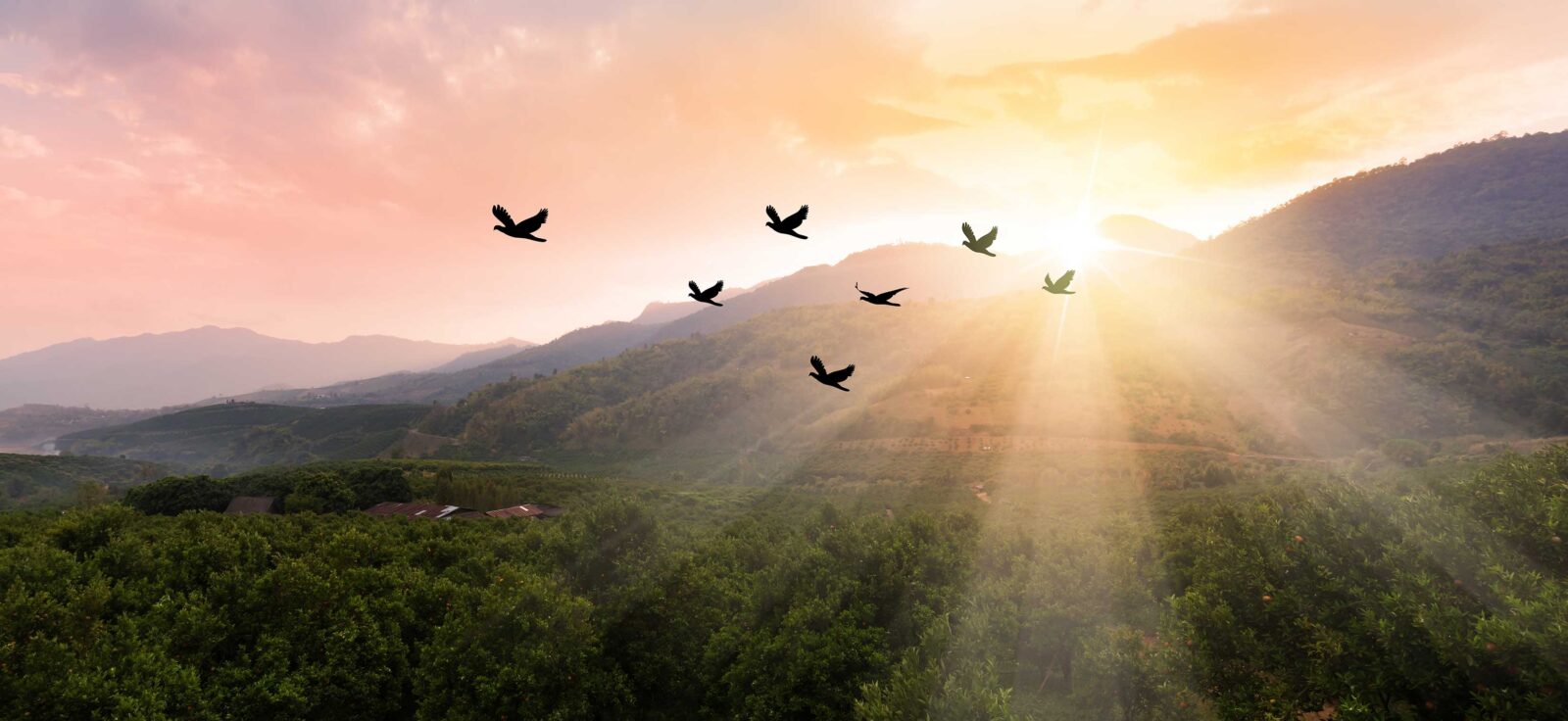 Flowers & Nature Panels
